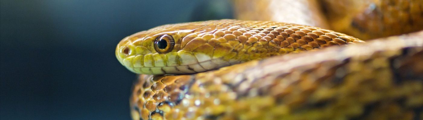 Guttatophiles | Tout sur le serpent des blés / Pantherophis guttatus