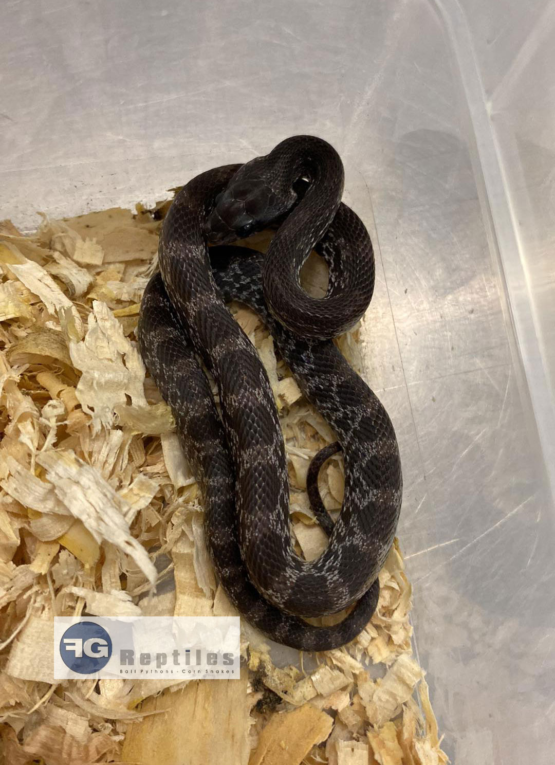 Serpent des blés noir (mélanique) Black Diamond - Guttatophiles